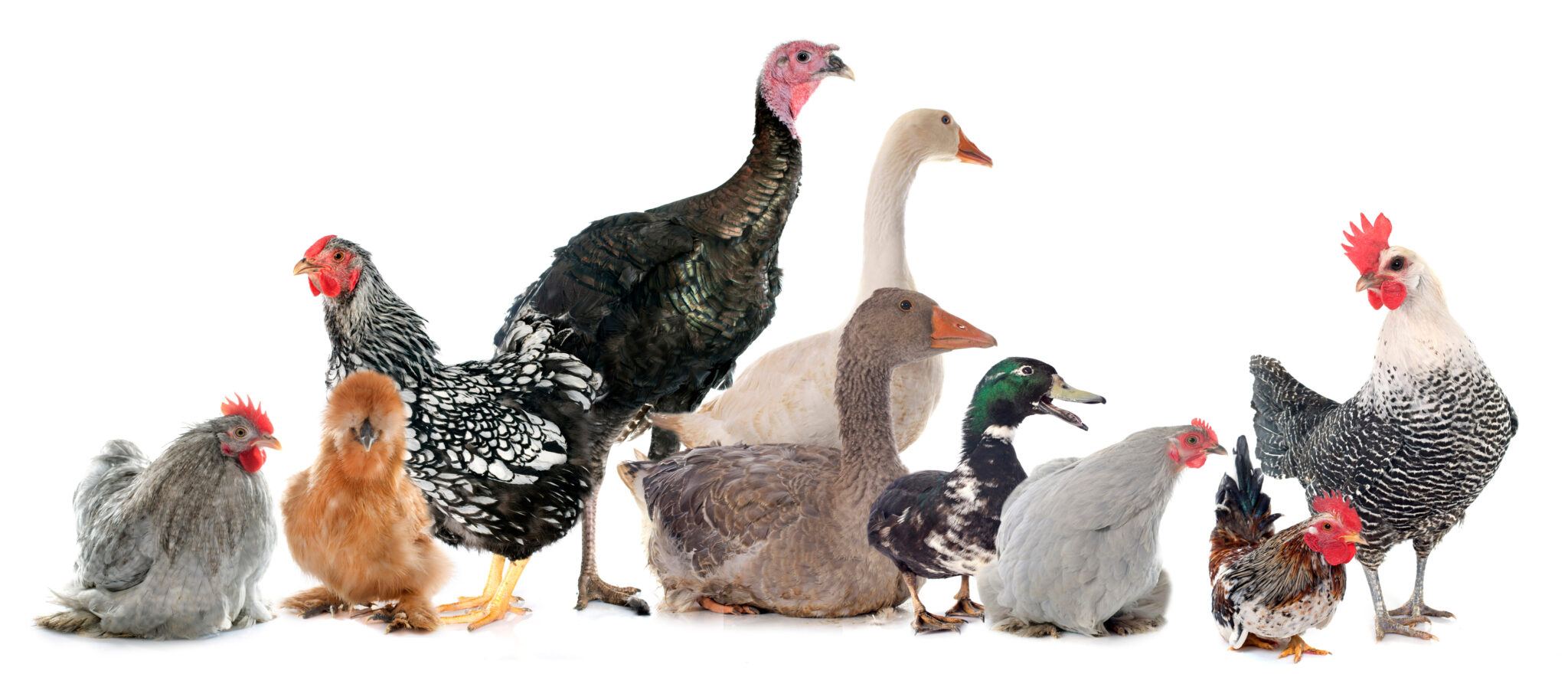 Poultry Farming Terminology - What's in a Name? - Backyard Poultry